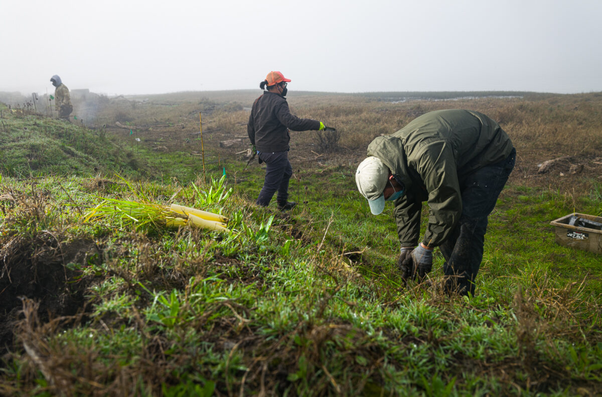 Planting the Edgy Bits of Giant Marsh – KneeDeep Times