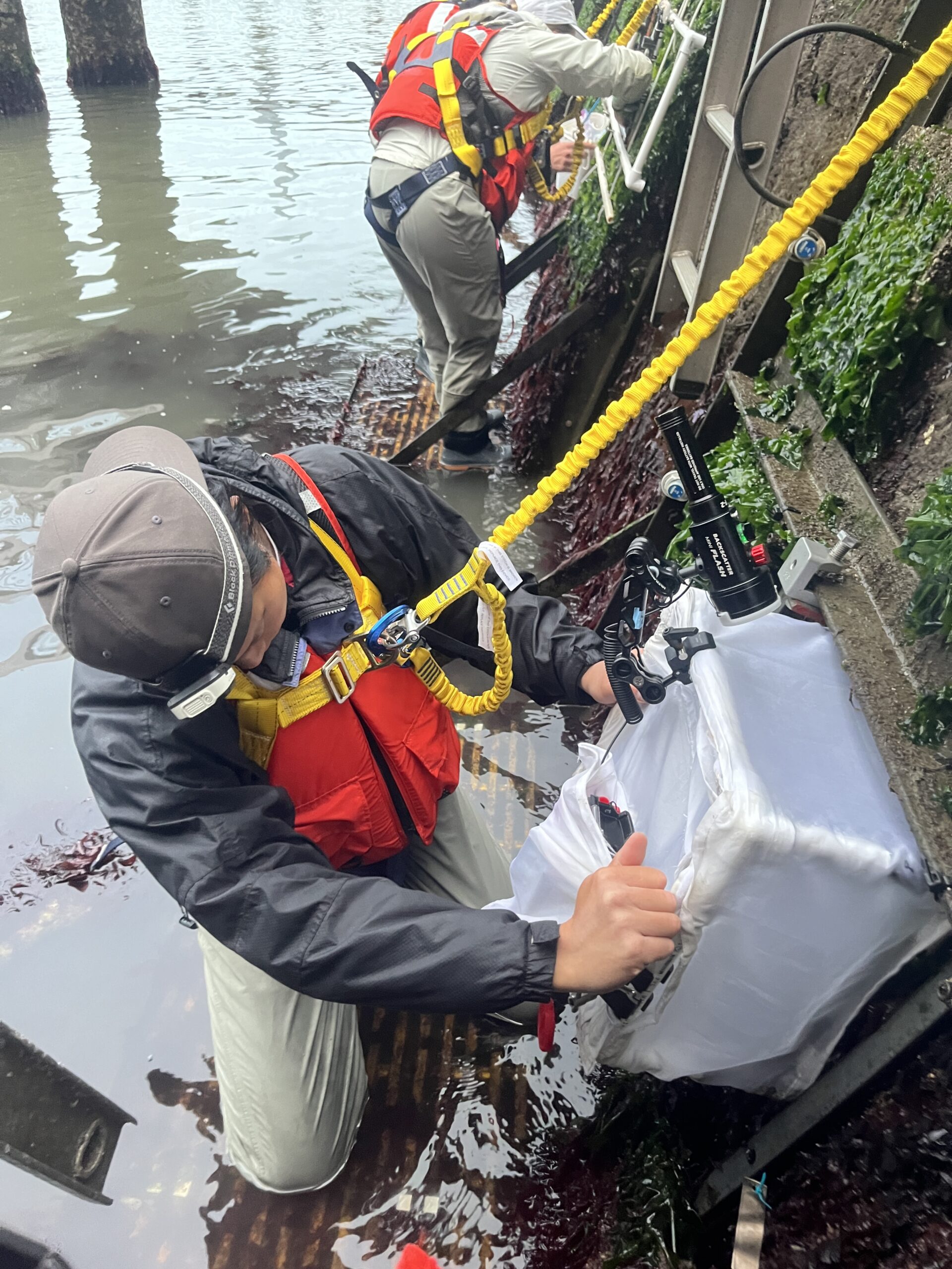 Who's on First at the SF Seawall? – KneeDeep Times