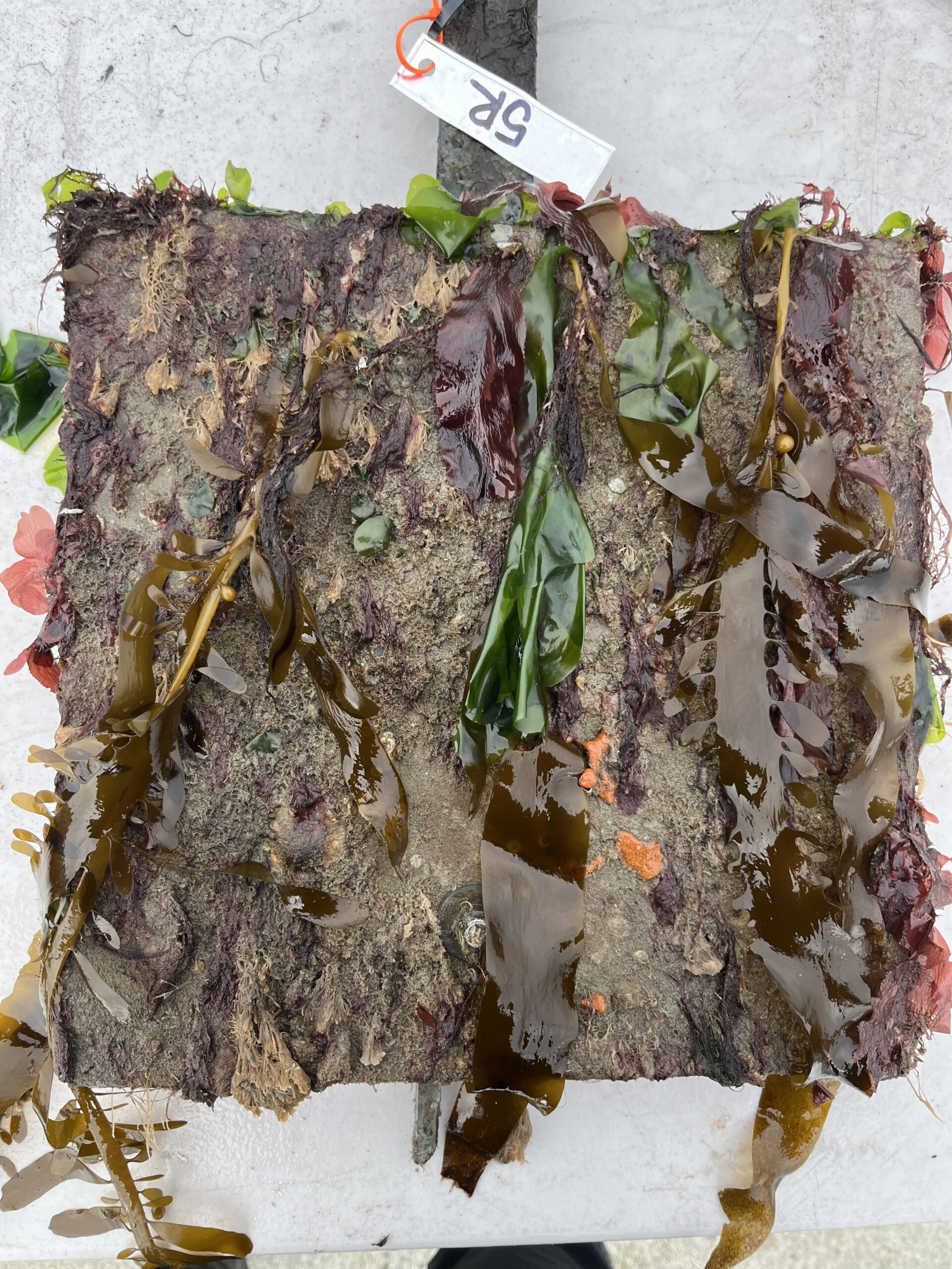 Who's on First at the SF Seawall? – KneeDeep Times