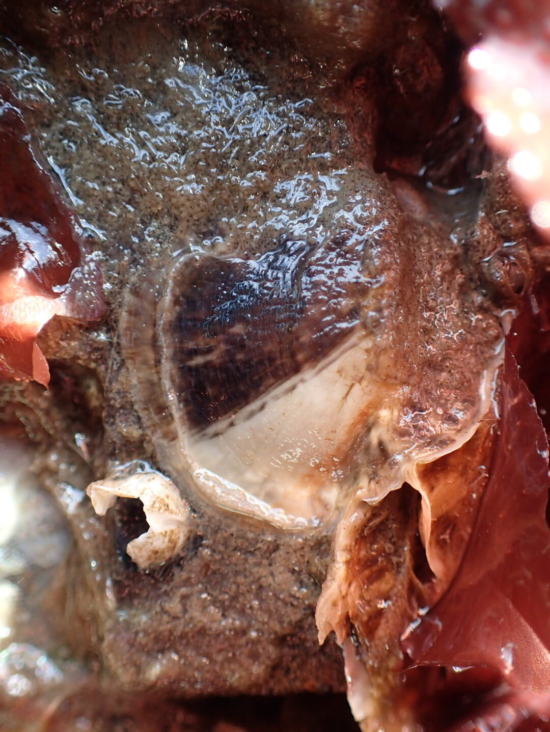 Who's on First at the SF Seawall? – KneeDeep Times