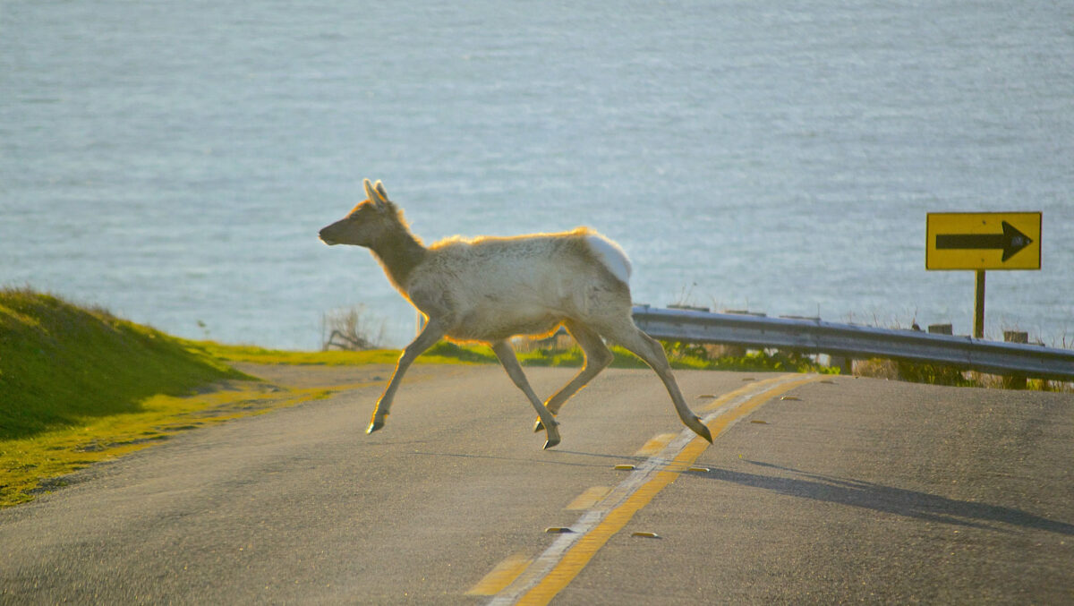 New Wildlife Bridges Help Critters Cross the Road – KneeDeep Times
