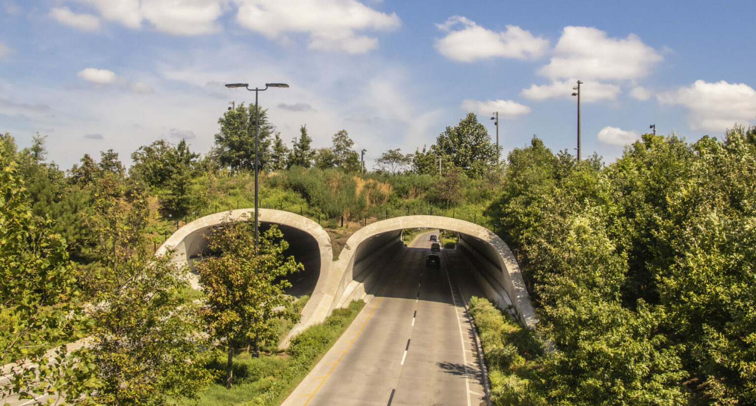 New Wildlife Bridges Help Critters Cross the Road – KneeDeep Times
