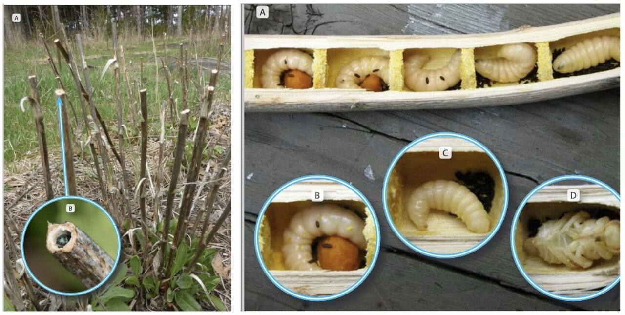 Skip the Winter Garden Cleanup: Pollinators Depend on It