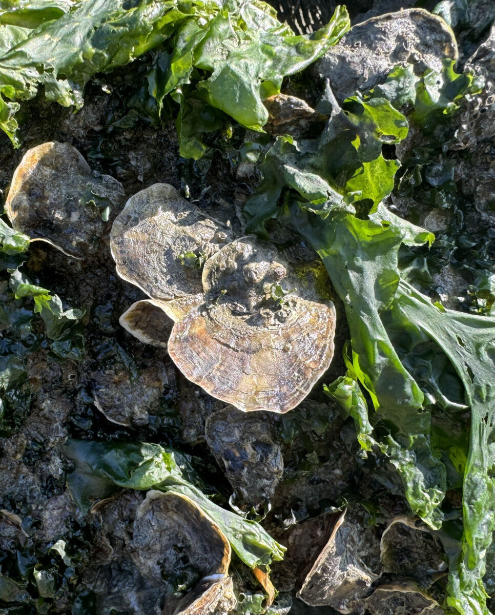 A Living Shoreline, Built One Oyster at a Time – KneeDeep Times