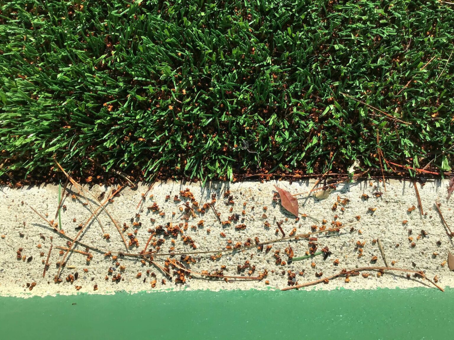 What You Need to Know About Artificial Turf
