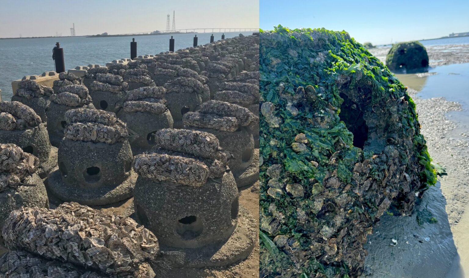 Oyster Shell Concrete Helps Build Living Shorelines