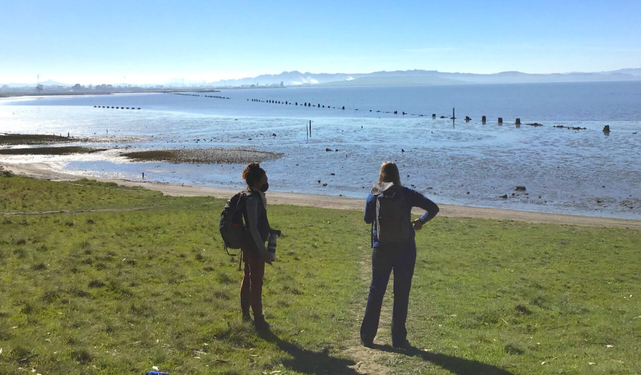 Giant Marsh 5-Year Report Shows Potential of Living Shorelines ...