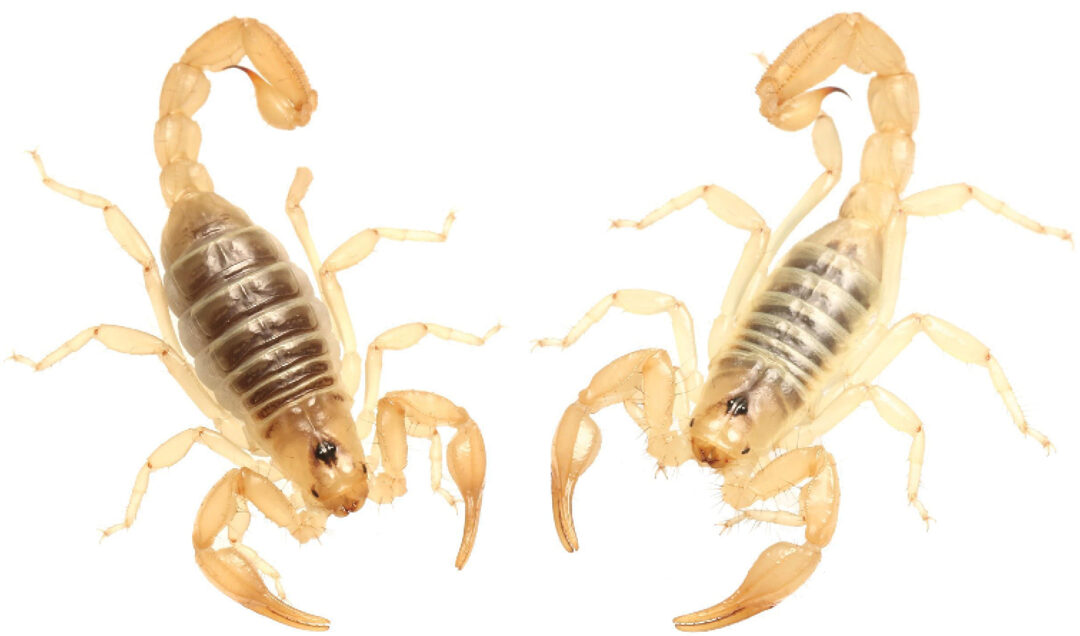 How California Scorpions Are Adapting to Climate Change – KneeDeep Times